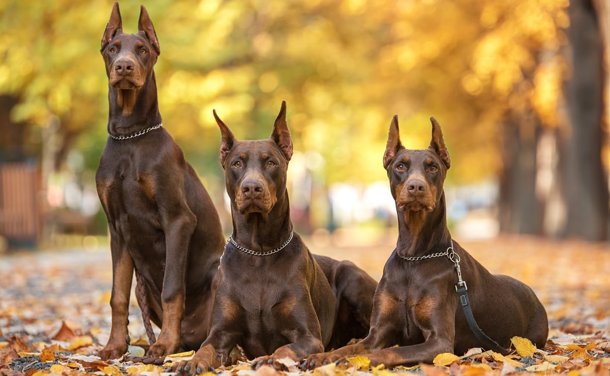 Las mejores 10 razas de perros guardianes que protegerán a tu familia ...