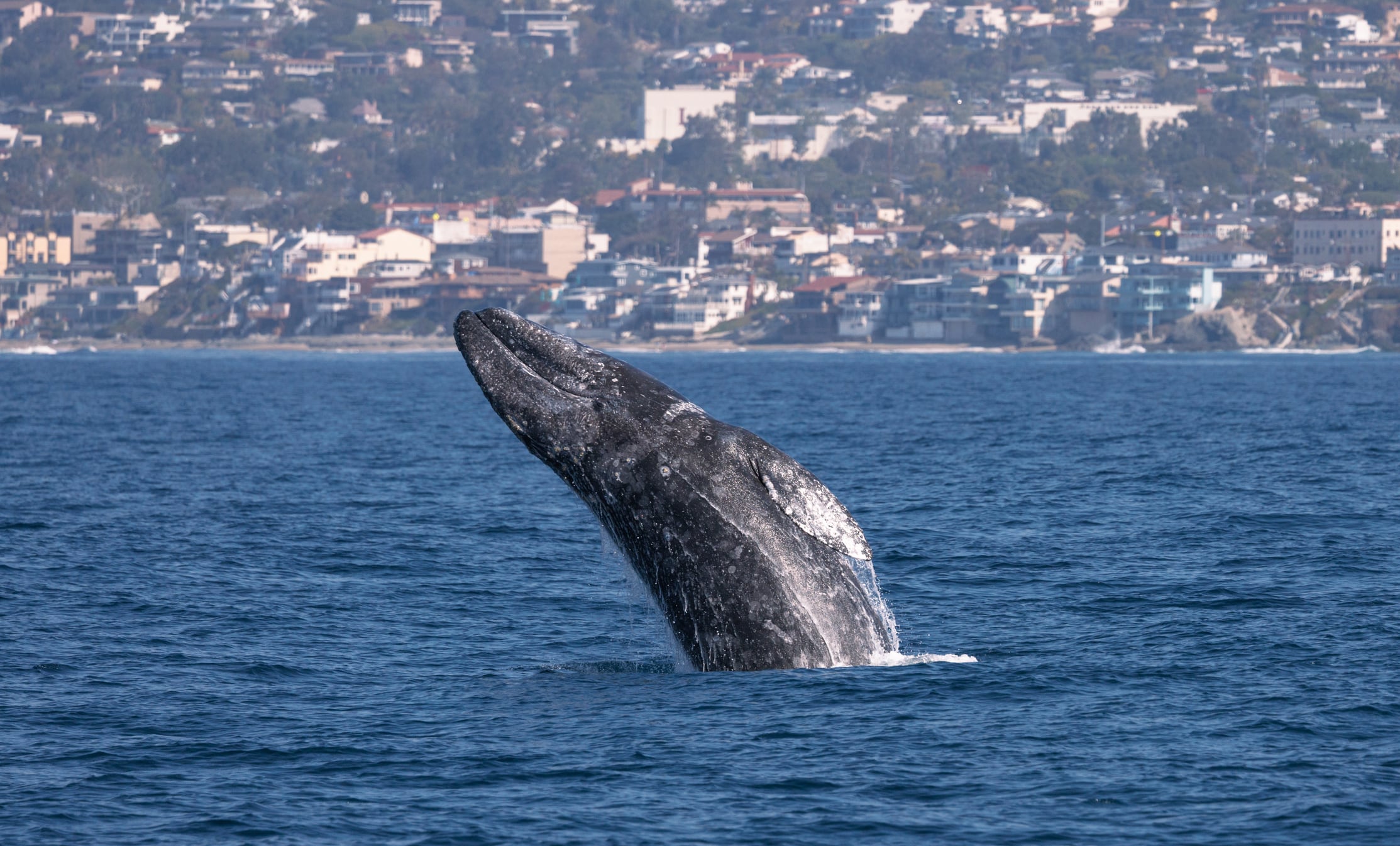 ¿Qué hacer en Dana Point? El lugar de California donde puedes ver ...