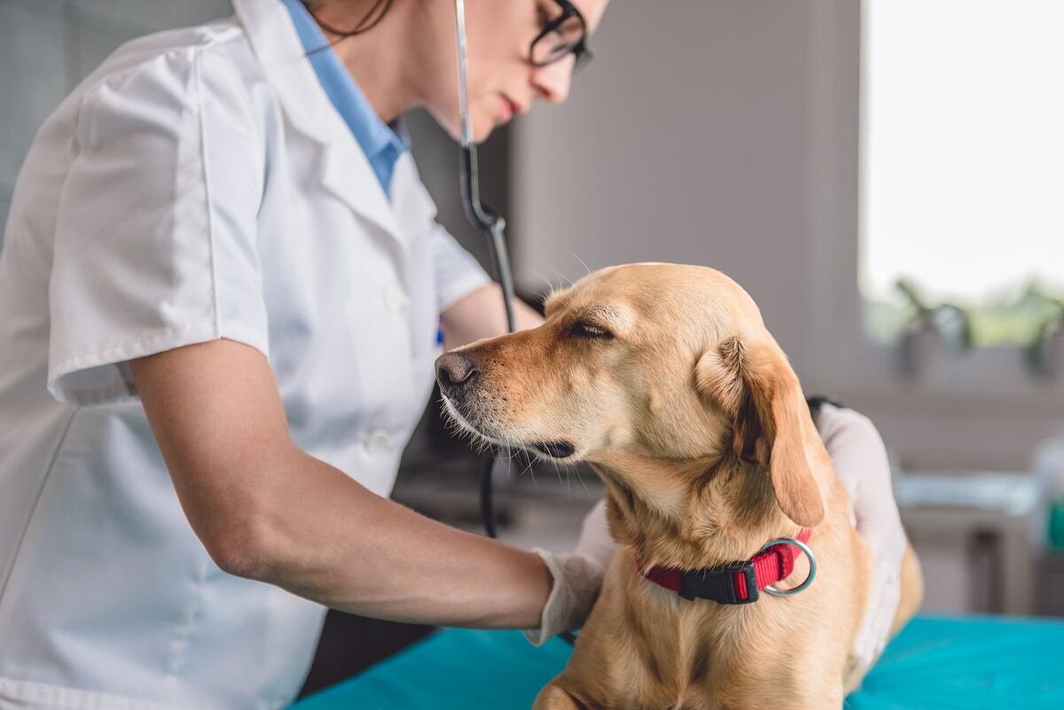 Misteriosa infección respiratoria está enfermando a los perros; esto ...