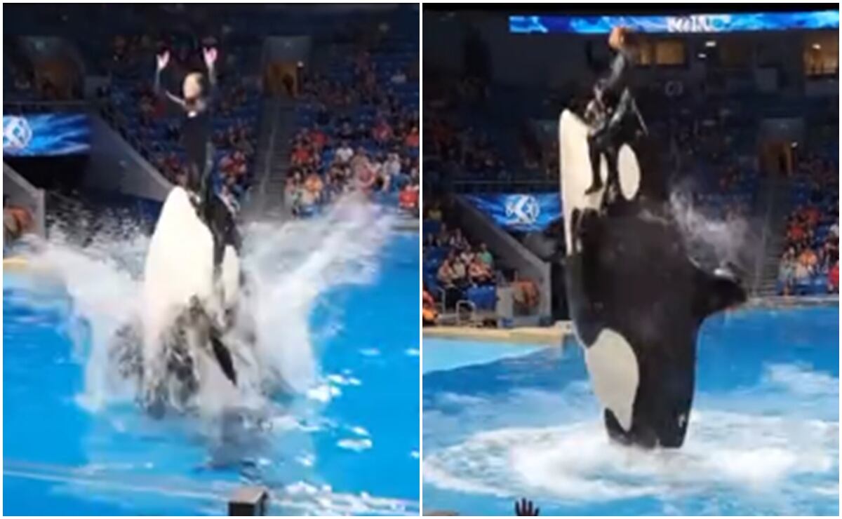 ¿Murió Jessica Radcliffe por ataque de una orca durante show? La verdad ...